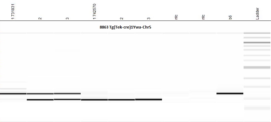 Protocol 41828 - Tg(Tek-cre)1Ywa-Chr5-STD