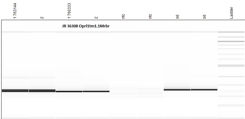 Protocol 41146 - Oprl1