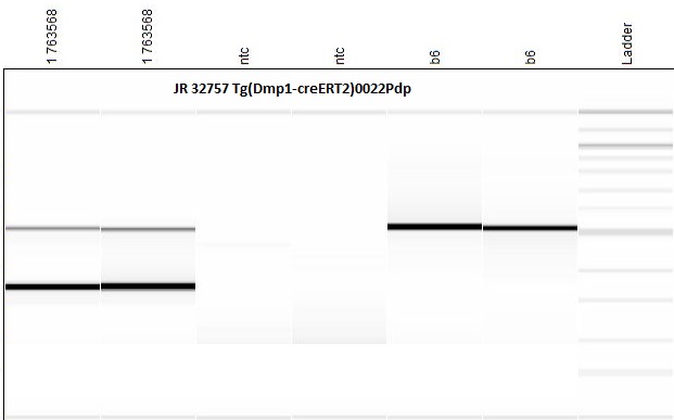Protocol 41830 - Tg(Dmp1-cre/ERT2)0022Pdp