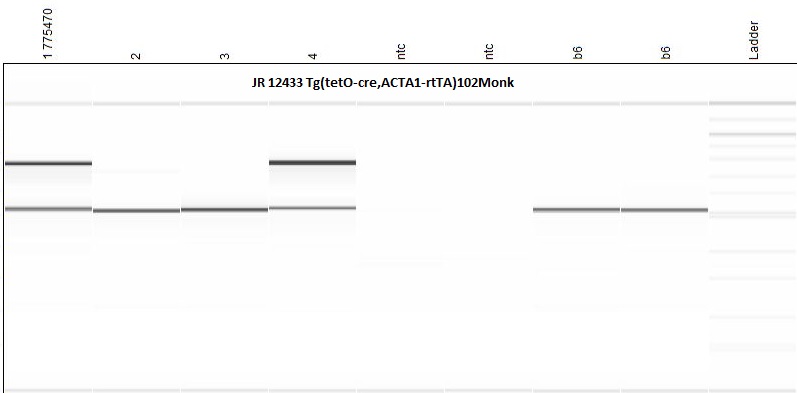 Protocol 40513 - Tg(ACTA1-rtTA,tetO-cre)102Monk