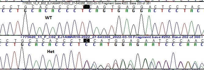 Protocol 42316 - Sfn Alt 1