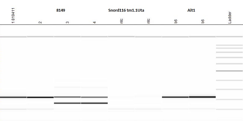Protocol 43311 - Snord116 -alt1