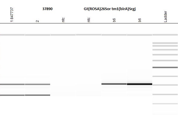 Protocol 43853 - Gt(ROSA)26Sor