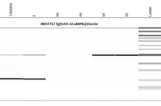 Protocol 44029 - Tg(tetO-GCaMP8s)1Genie