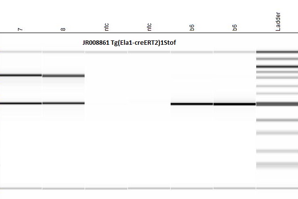 Protocol 45282 - Tg(Ela1-cre/ERT2)1Stof Alt 1