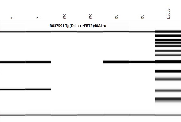 Protocol 44220 - Tg(Dct-cre/ERT2)40ALru