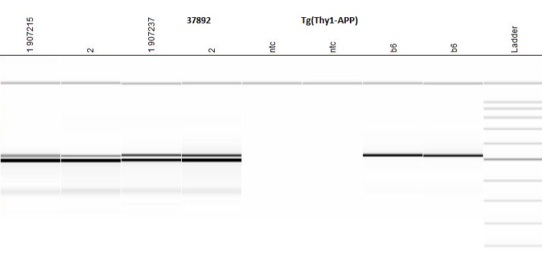 Protocol 44263 - Tg(Thy1-APP)