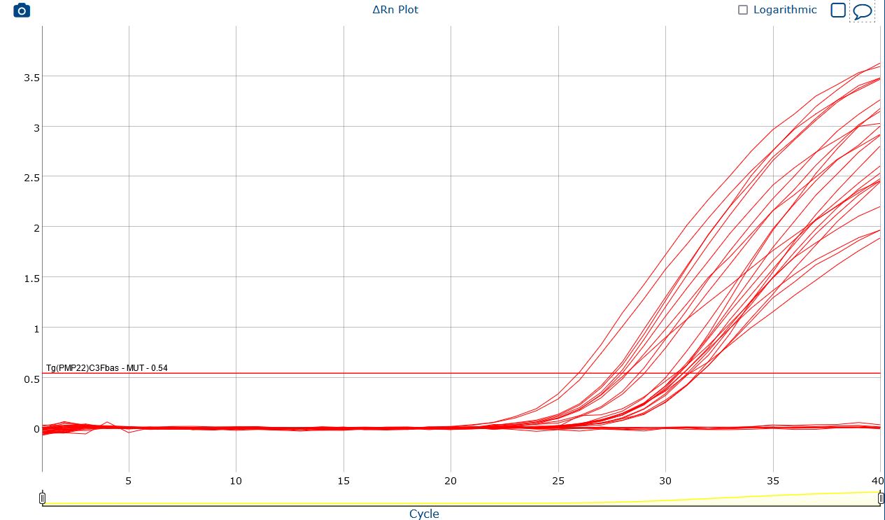 Protocol 46828 - Tg(PMP22)C3Fbas-qPCR