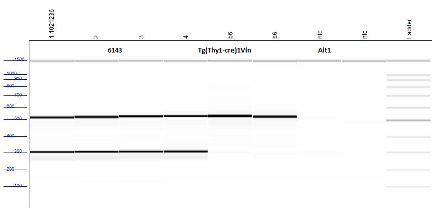 Protocol 51058 - Tg(Thy1-cre)1Vln Alt 1