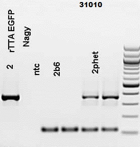 Protocol 32668 - Gt(ROSA)26Sor Alternate1