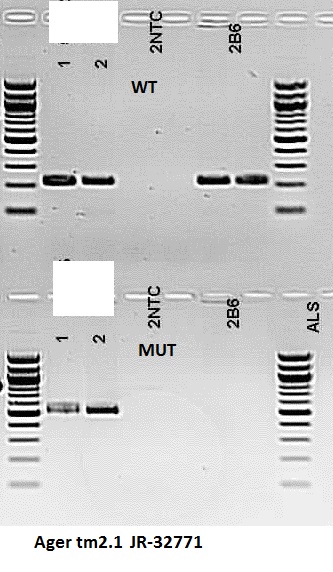 Protocol 34431 - Ager