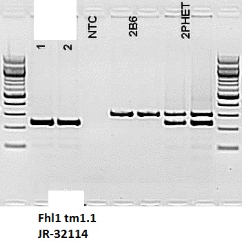 Protocol 34389 - Fhl1 Alternate 1