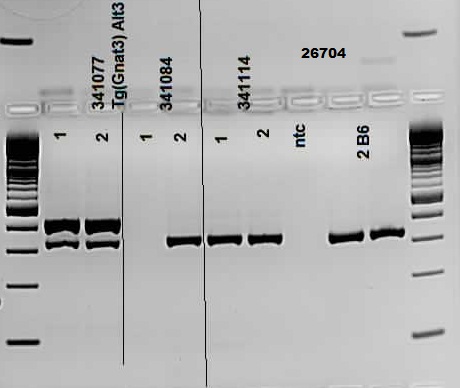 Protocol 19553 - Tg(Gnat3-GFP)1Rfm/Chow-alternate3