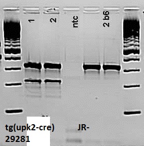 Protocol 20554 - Tg(Upk2-cre)1Rkl/Wgh
