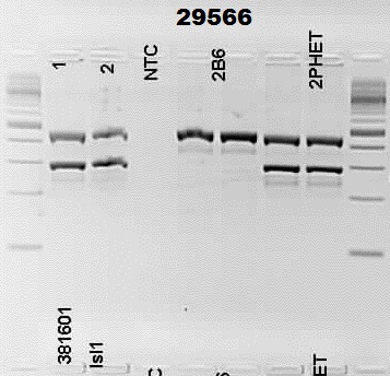 Protocol 21133 - Isl1