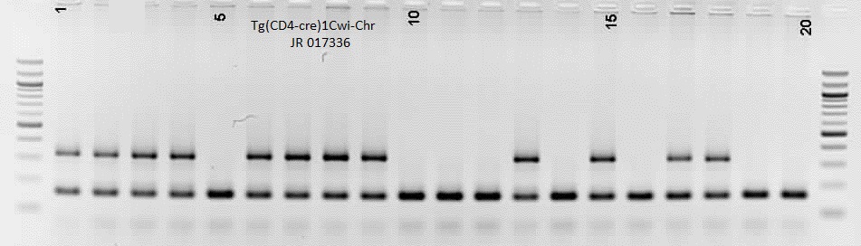 Protocol 21365 - Tg(Cd4-cre)1Cwi-Chr 3-alt1