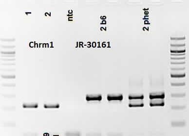 Protocol 21574 - Chrm1 Alternate1