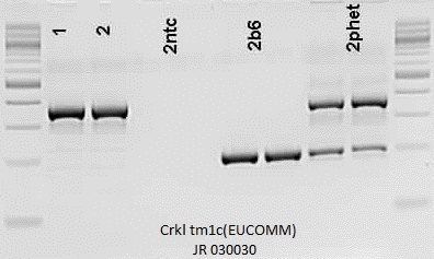 Protocol 21572 - Crkl