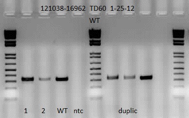 Protocol 23951 - Slc32a1
