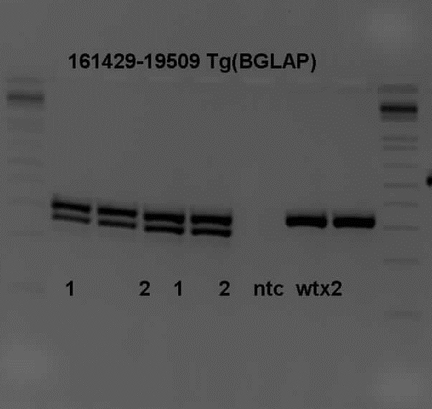 Protocol 24084 - Tg(BGLAP-cre)1Clem