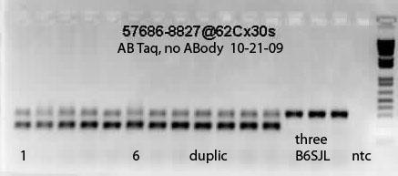 Protocol 26052 - Tg(Prdm1-cre)
