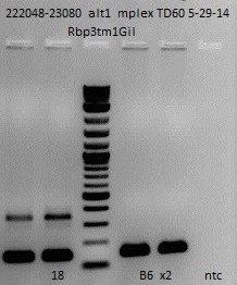 Protocol 26906 - Rbp3 -Alternate 1