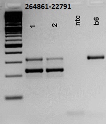 Protocol 28027 - Tg(Rorc-cre)1Litt-Alternate 2