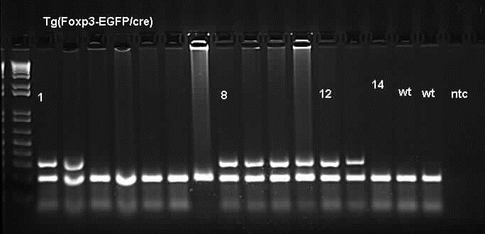 Protocol 28170 - Tg(Foxp3-EGFP/cre)1aJbs