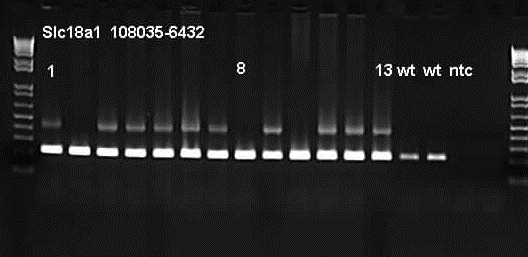 Protocol 28445 - Slc18a1