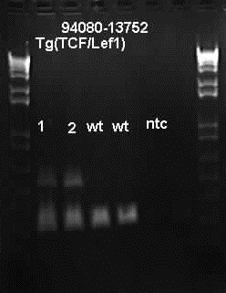 Protocol 29499 - Tg(TCF/Lef1-HIST1H2BB/EGFP)61Hadj