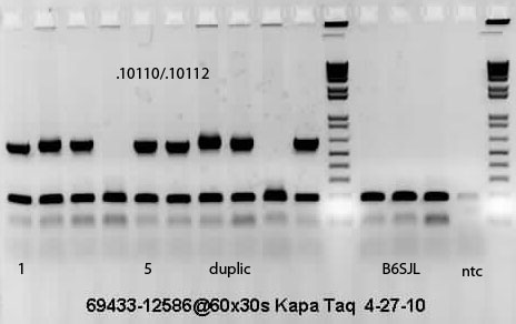 Protocol 29835 - Tg(Slc1a3-cre/ERT)1Nat